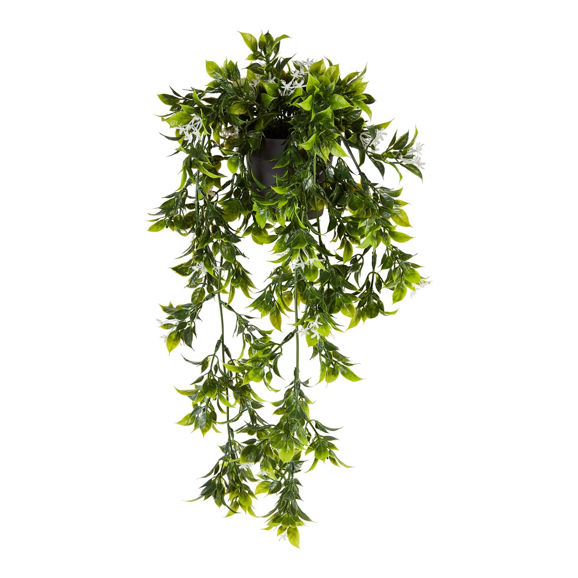 Rankpflanze online kaufen | walzvital